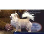 Chihuahua longhaired characteristics