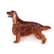 Irish Setter characteristics
