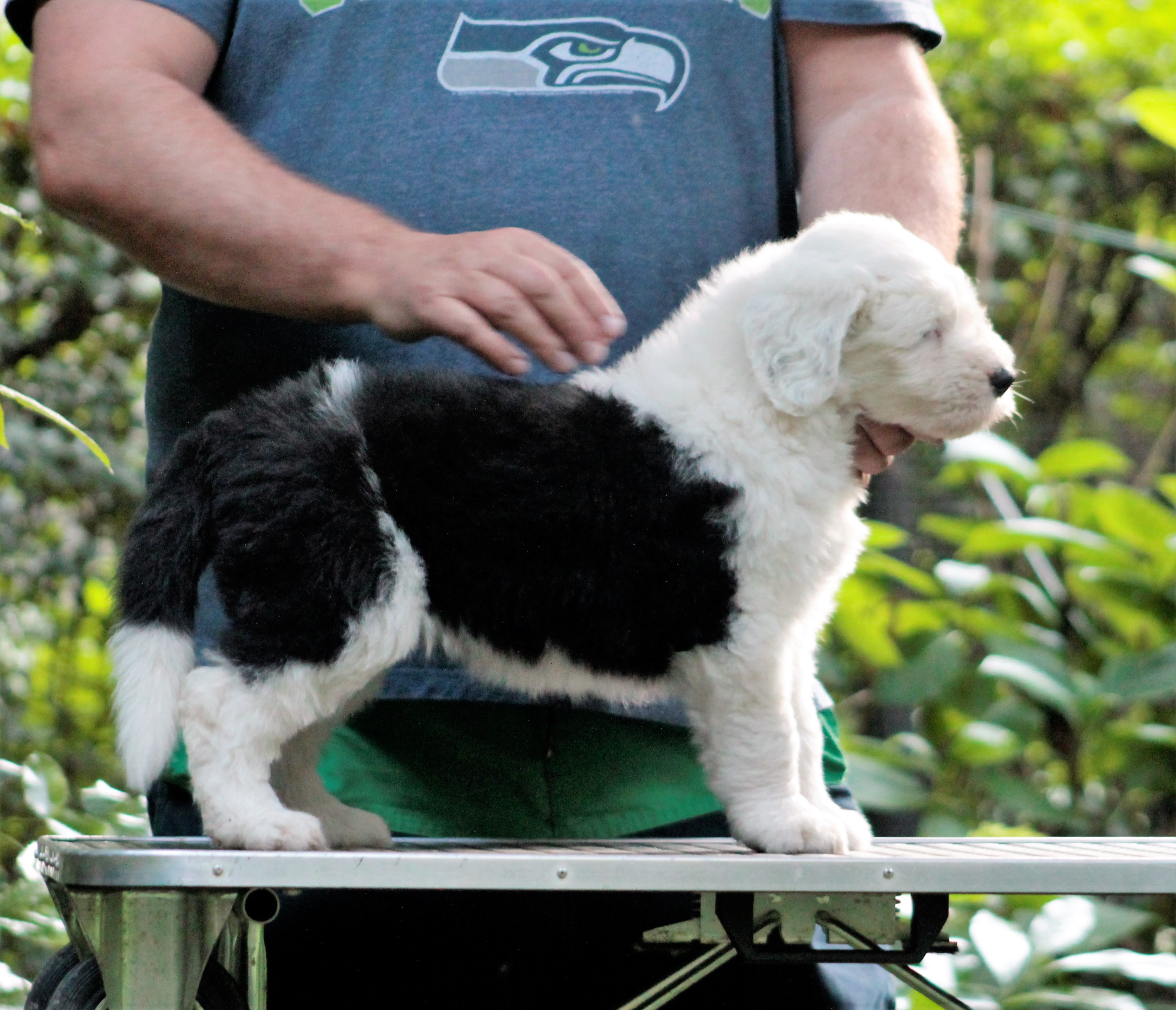 Shero Woo | World Dog Finder - buy or adopt dogs