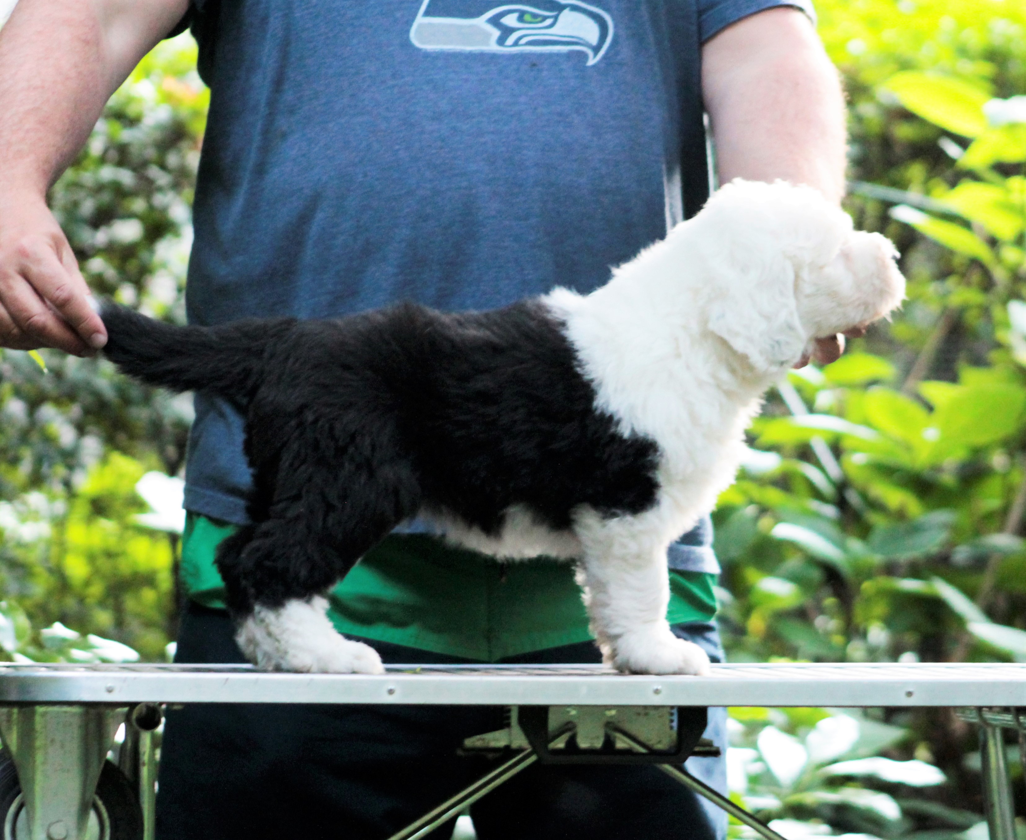 Shero Woo | World Dog Finder - buy or adopt dogs