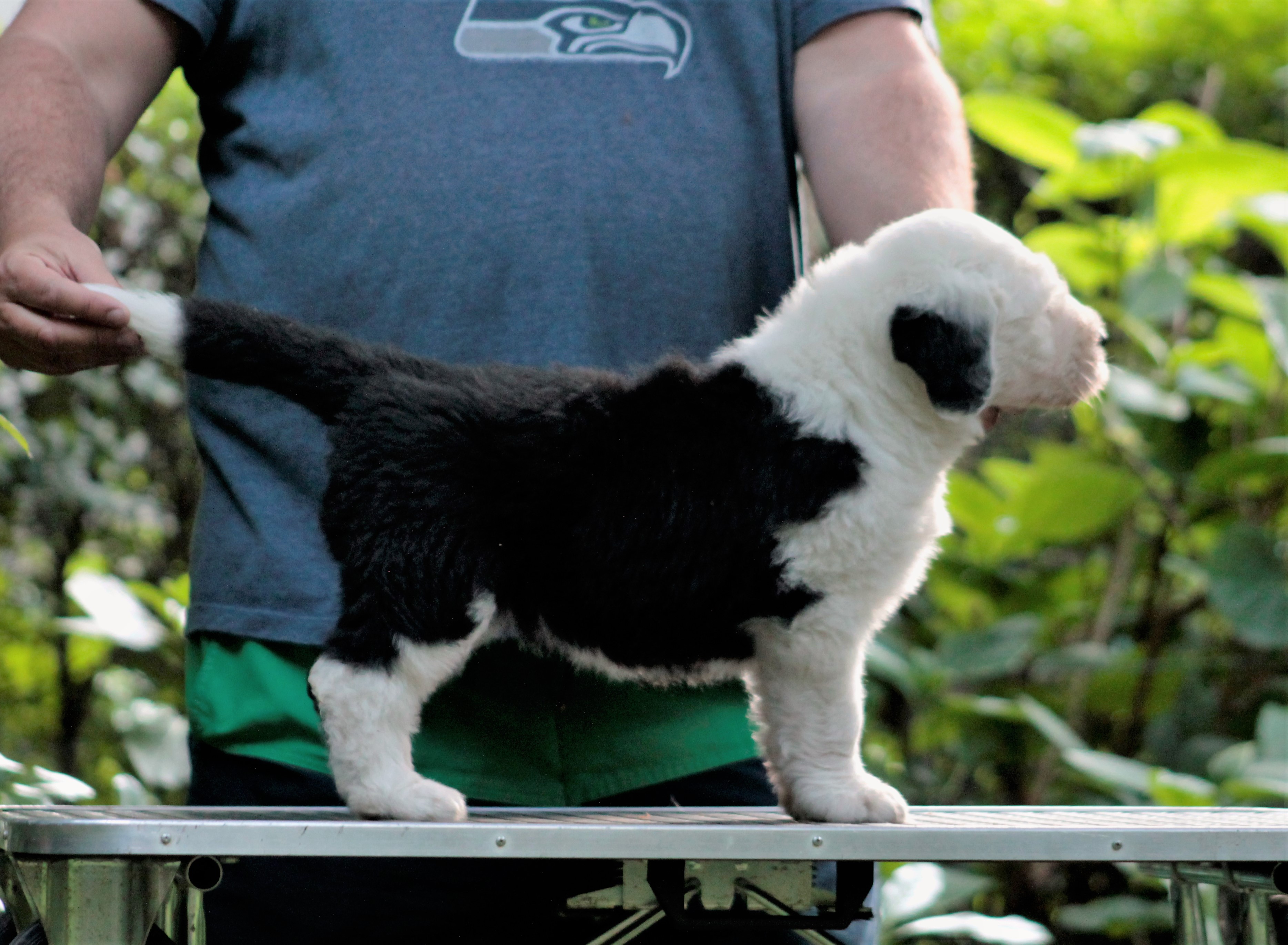 Shero Woo | World Dog Finder - buy or adopt dogs