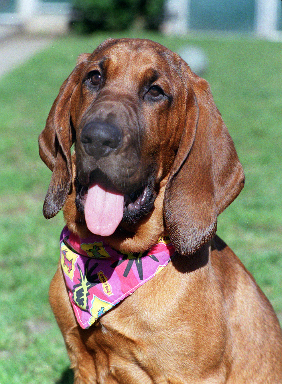 Bloodhound | Dog Breed Info, Guide & Care